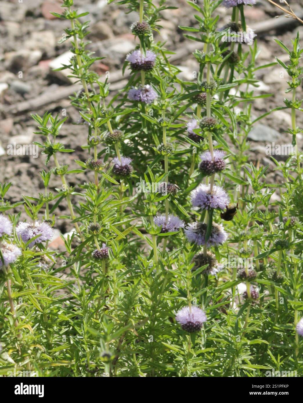 Hart's Pennyroyal (Mentha cervina Stock Photo - Alamy