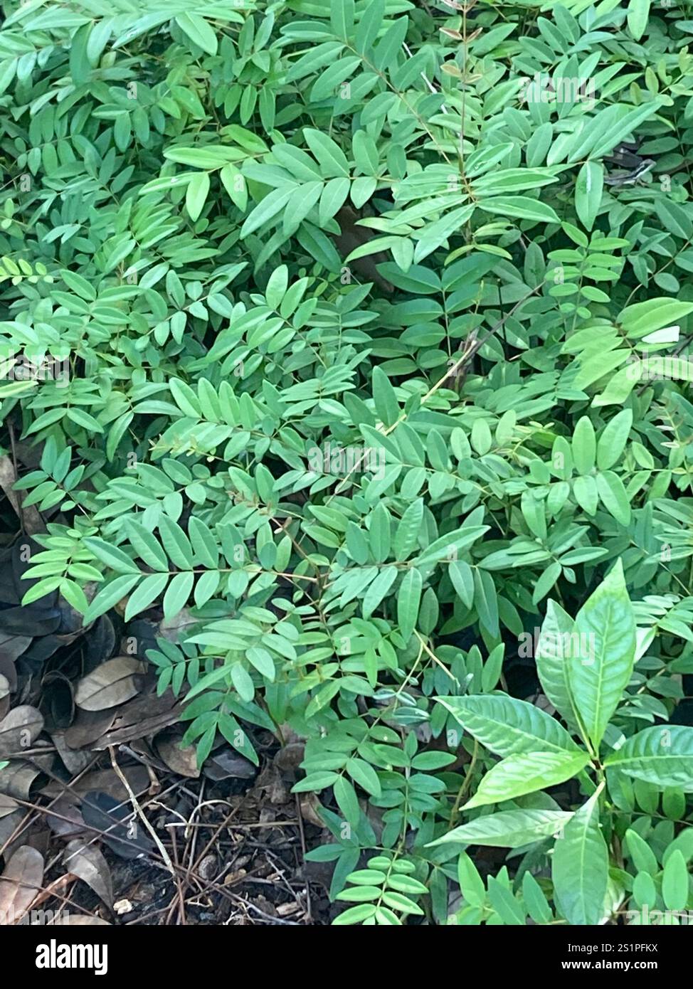 Paradise Tree (Simarouba glauca Stock Photo - Alamy