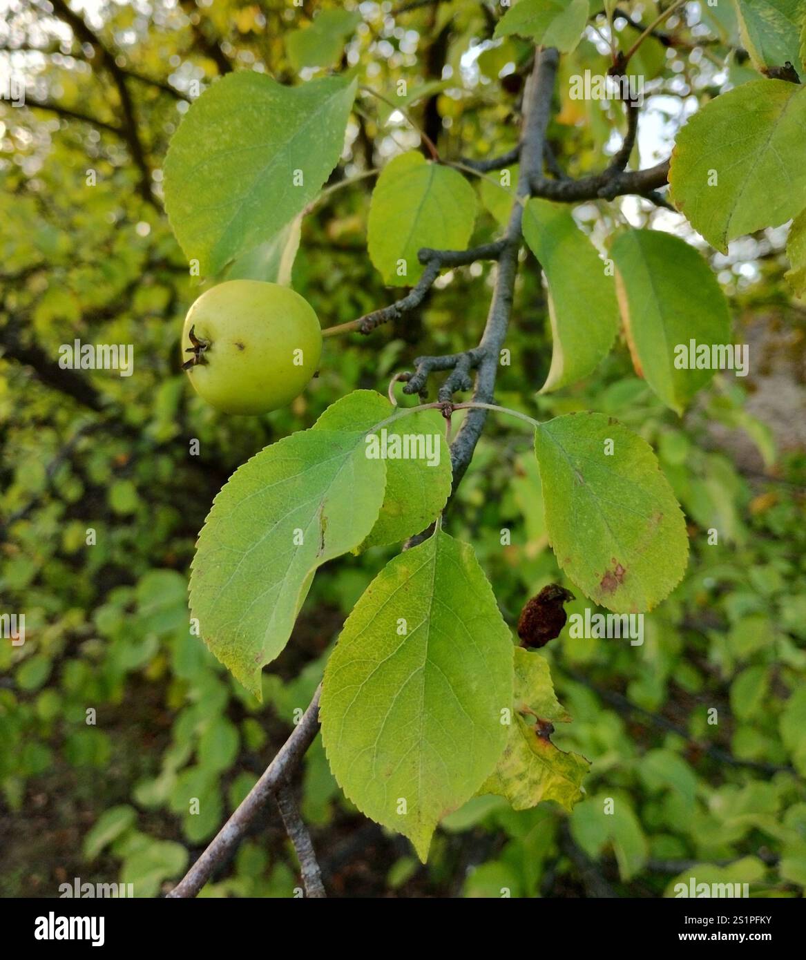 European Wild Apple (Malus sylvestris Stock Photo - Alamy