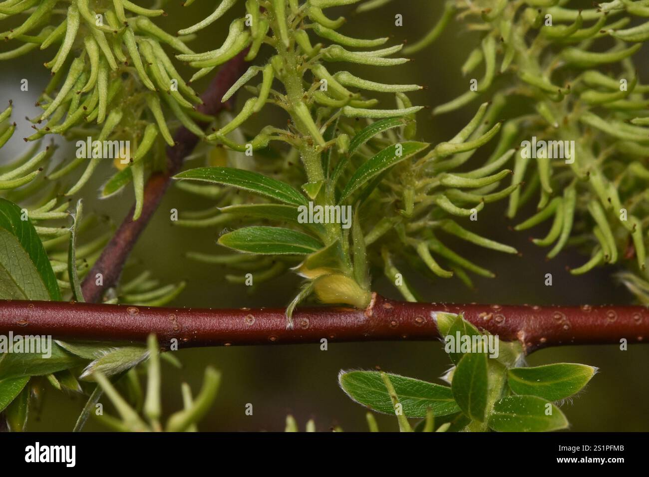 bebb's willow (Salix bebbiana Stock Photo - Alamy