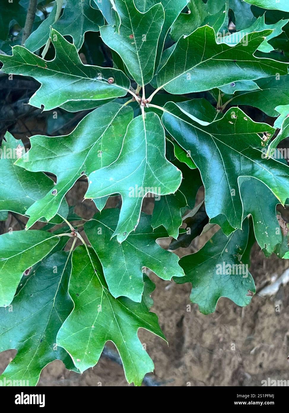 southern red oak (Quercus falcata Stock Photo - Alamy