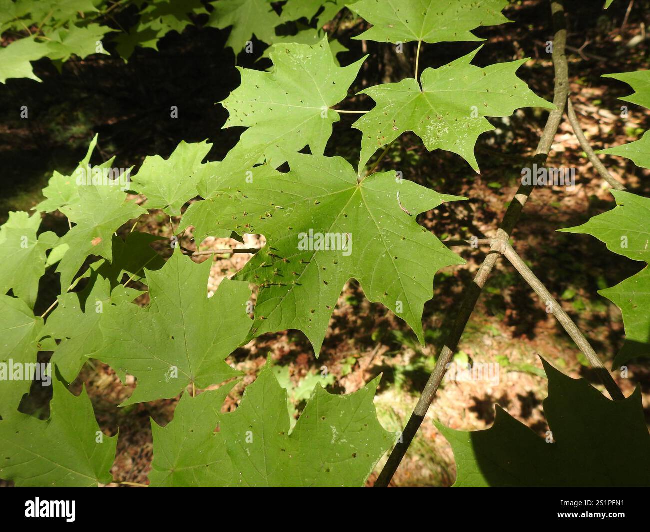 Maple Spindle Gall Mite (Vasates aceriscrumena Stock Photo - Alamy