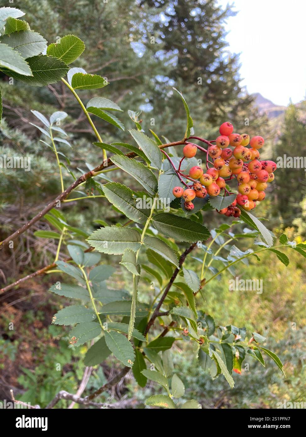 Sorbus californica hi-res stock photography and images - Alamy