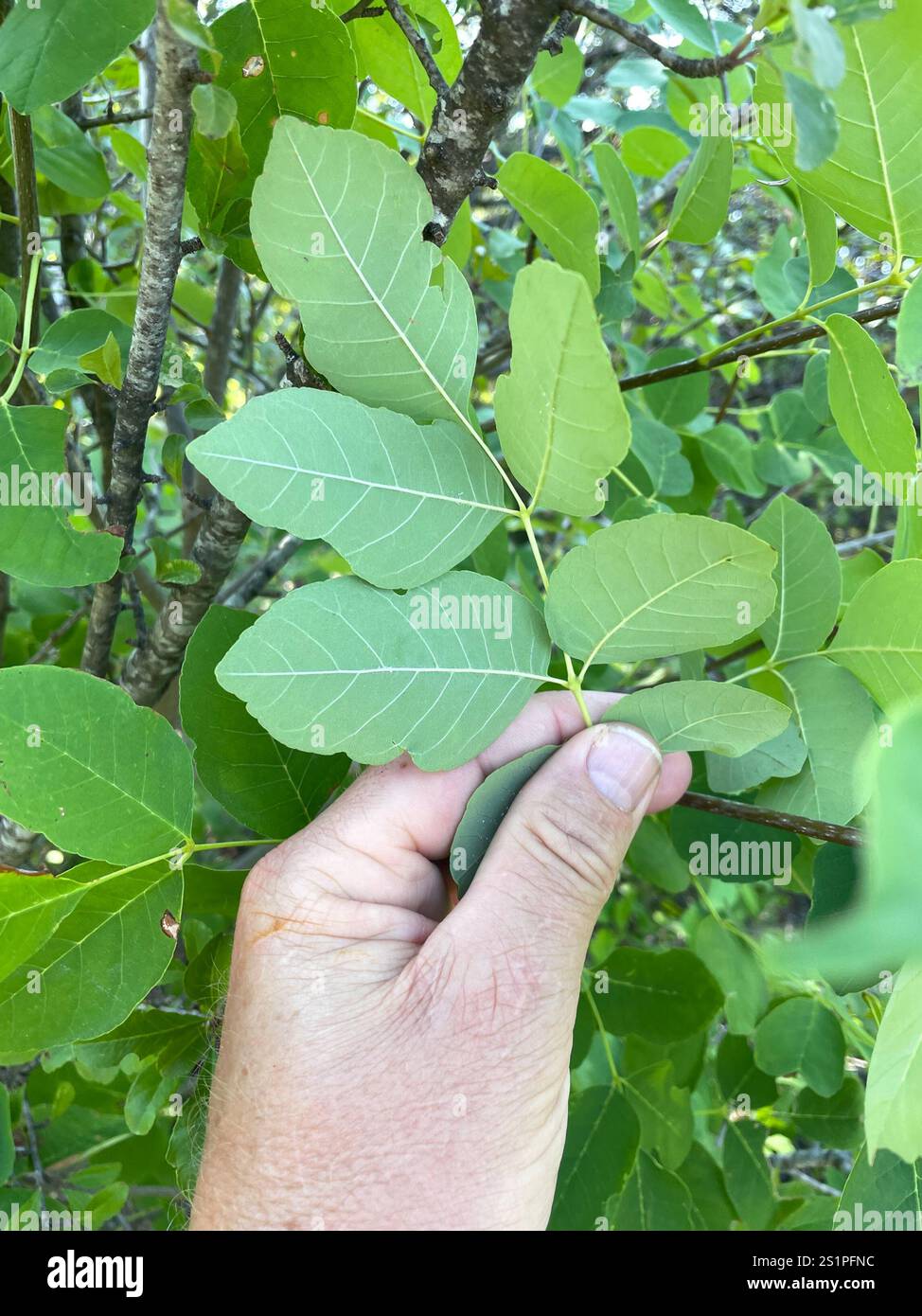 Texas ash (Fraxinus albicans Stock Photo - Alamy