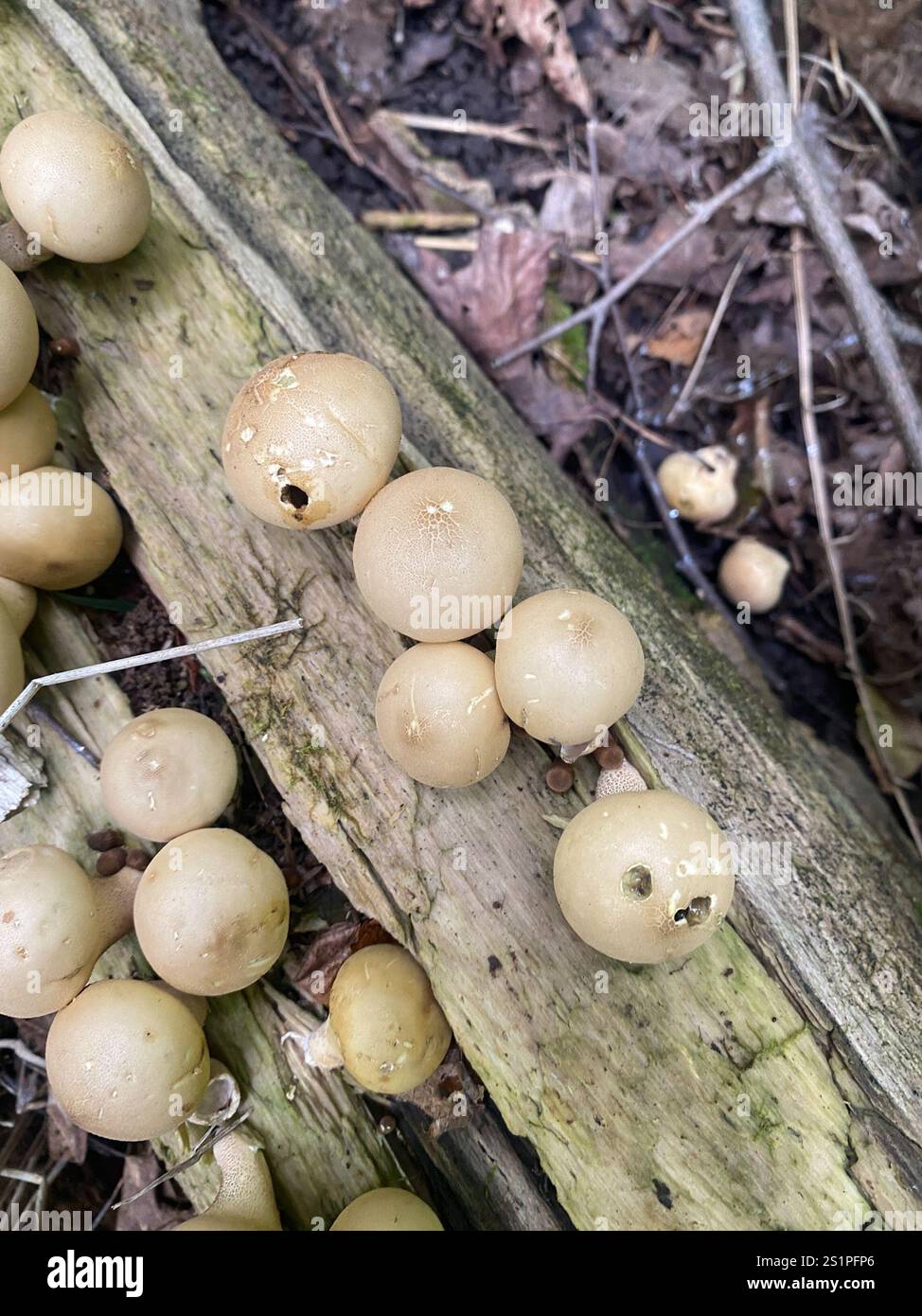 Pear-shaped Puffball (Apioperdon pyriforme Stock Photo - Alamy