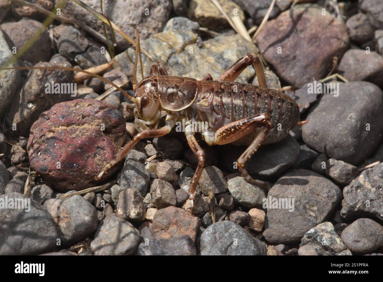 Great Grig (Cyphoderris monstrosa Stock Photo - Alamy
