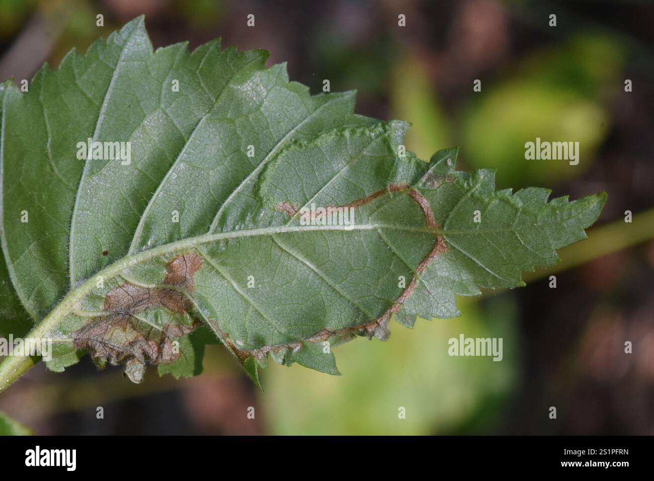 Winged and Once-winged Insects (Pterygota Stock Photo - Alamy