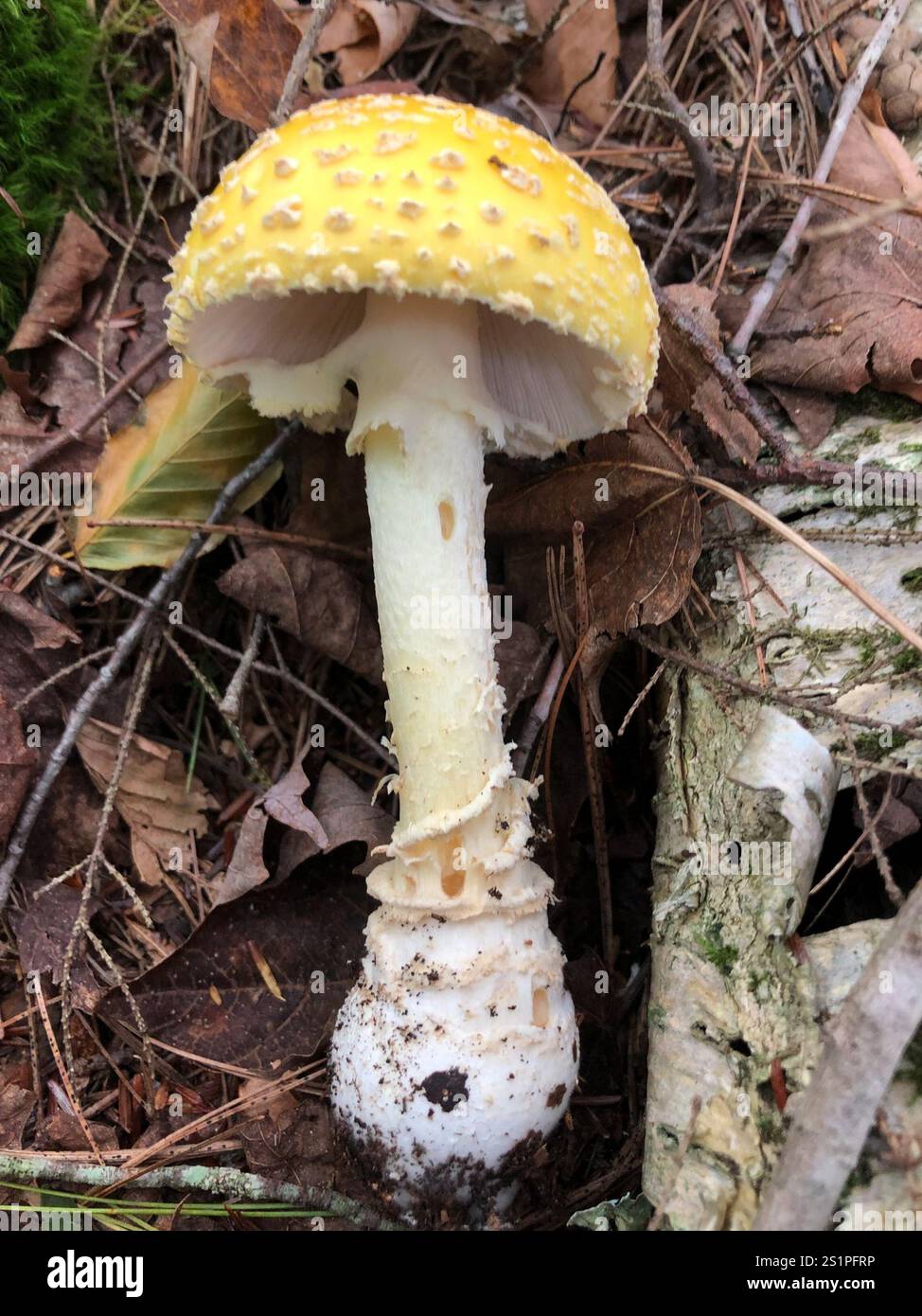 American Yellow Fly Agaric (Amanita muscaria guessowii Stock Photo - Alamy American Yellow Fly Agaric (Amanita muscaria guessowii Stock Photo - Alamy