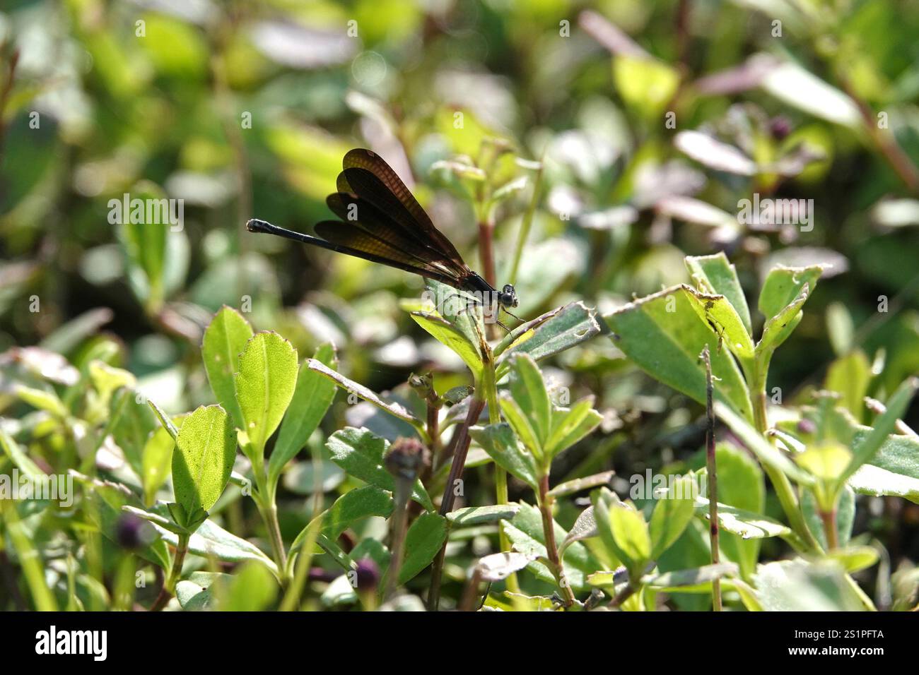 Variable Dancer (Argia fumipennis Stock Photo - Alamy