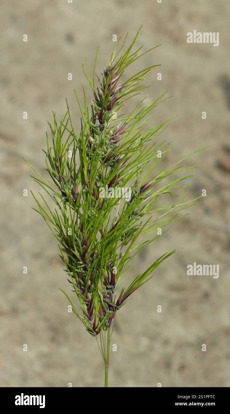 Bulbous Bluegrass (Poa bulbosa Stock Photo - Alamy