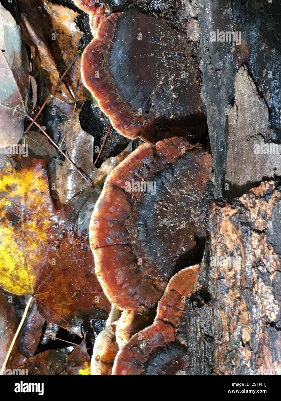 Resinous Polypore (Ischnoderma resinosum Stock Photo - Alamy