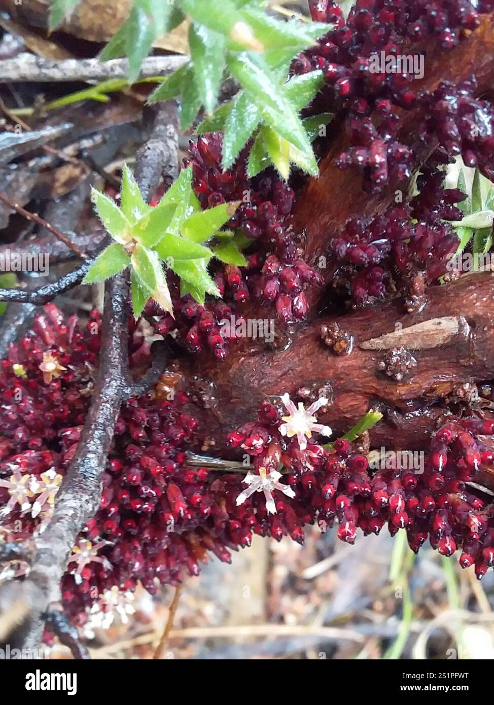 Mount Lofty Ground-berry (Acrotriche fasciculiflora Stock Photo - Alamy