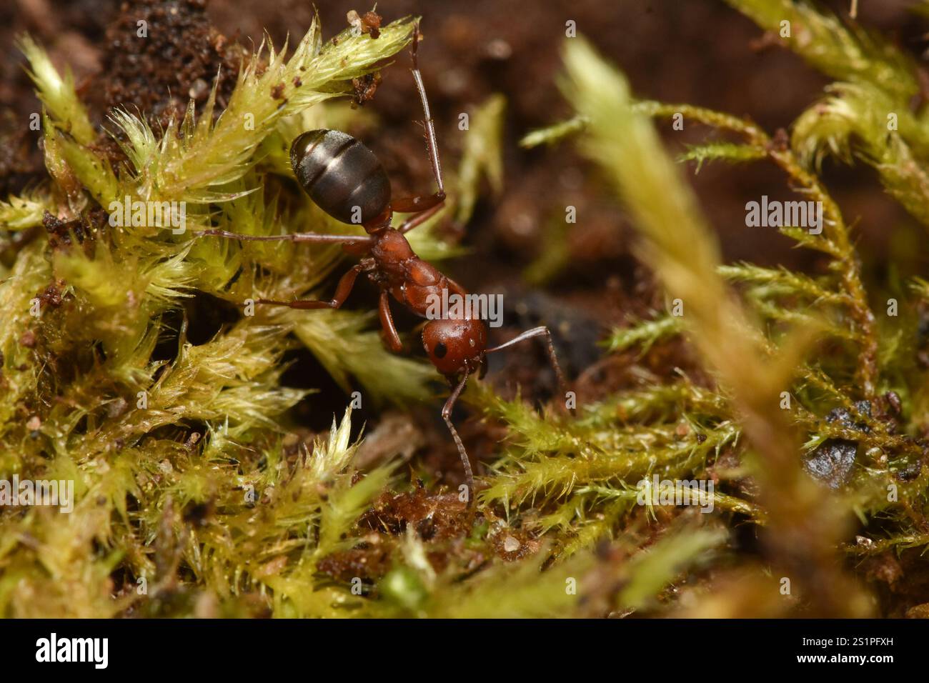 integra-group Field and Mound Ants (Formica integra Stock Photo - Alamy