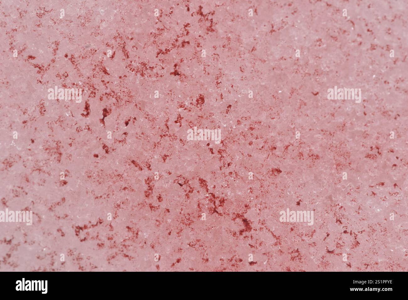 watermelon snow (Chlamydomonas nivalis Stock Photo - Alamy