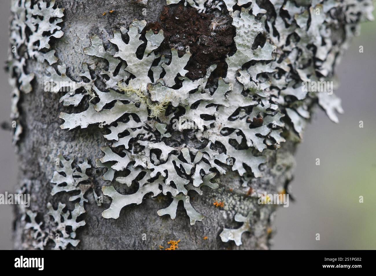 shield lichen (Parmelia sulcata Stock Photo - Alamy