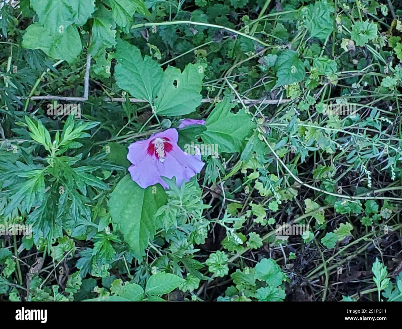 common hibiscus (Hibiscus syriacus Stock Photo - Alamy