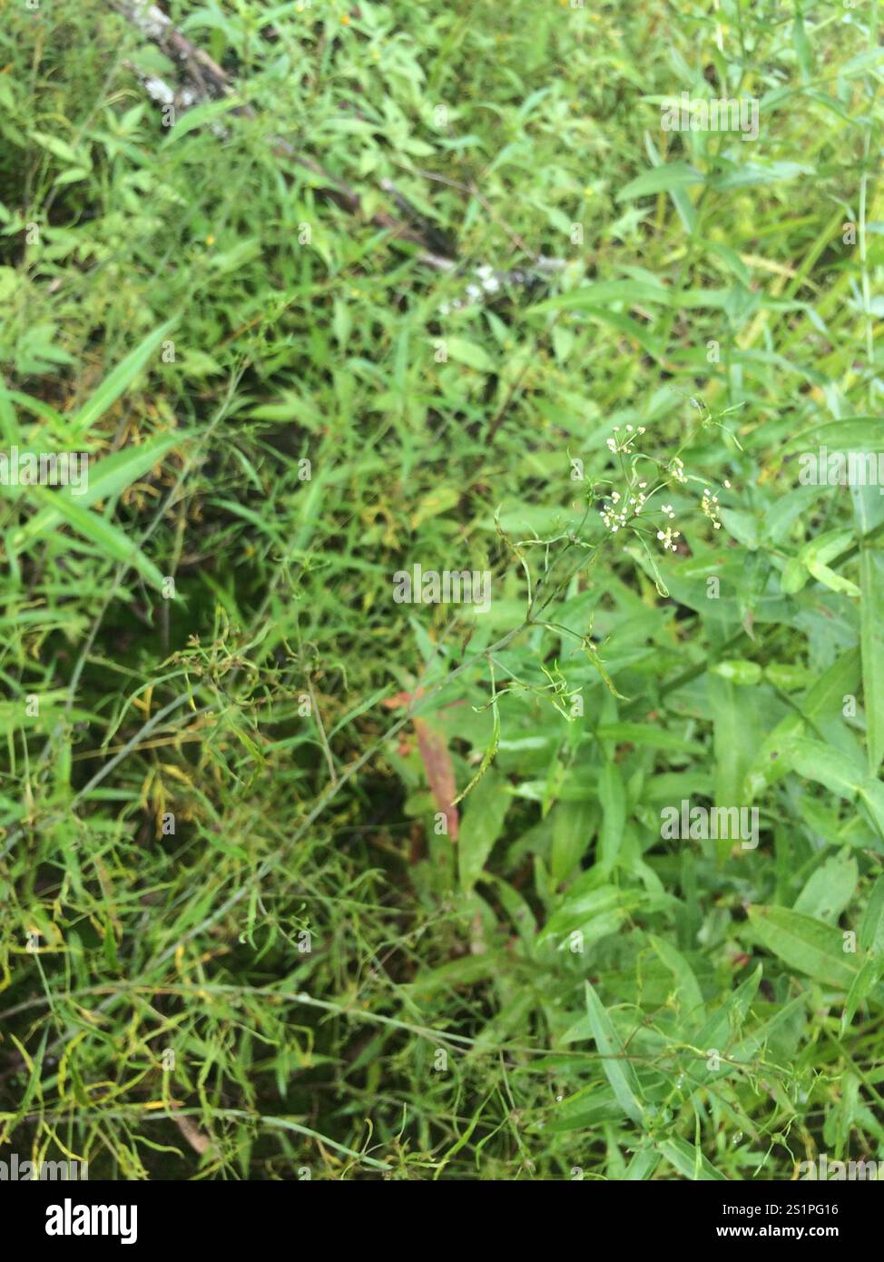 bulblet-bearing water hemlock (Cicuta bulbifera Stock Photo - Alamy