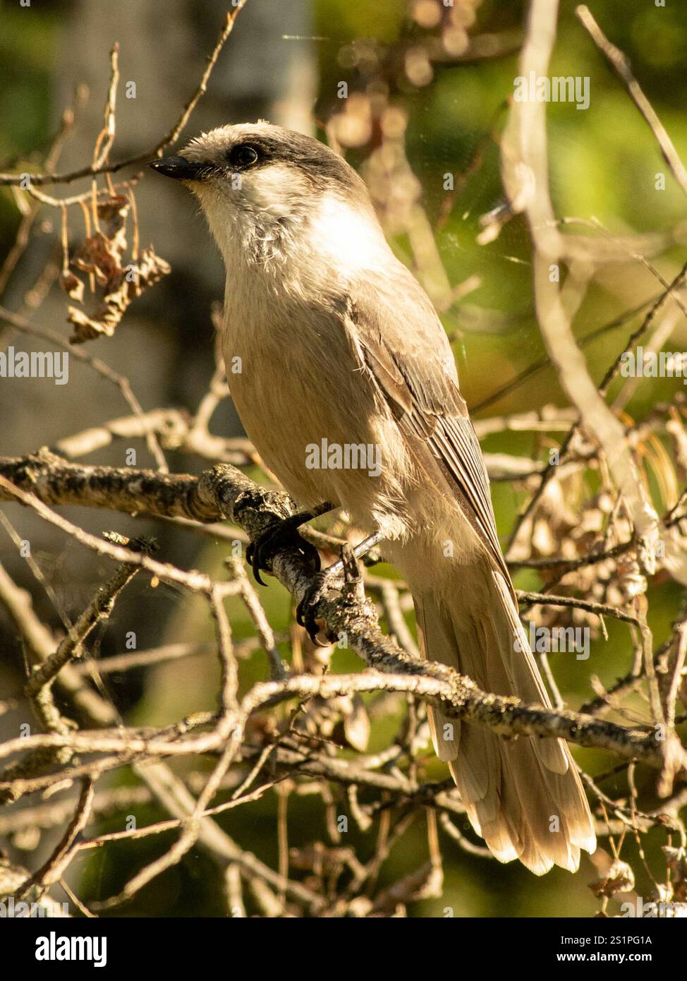 Canada Jay (Perisoreus canadensis Stock Photo - Alamy