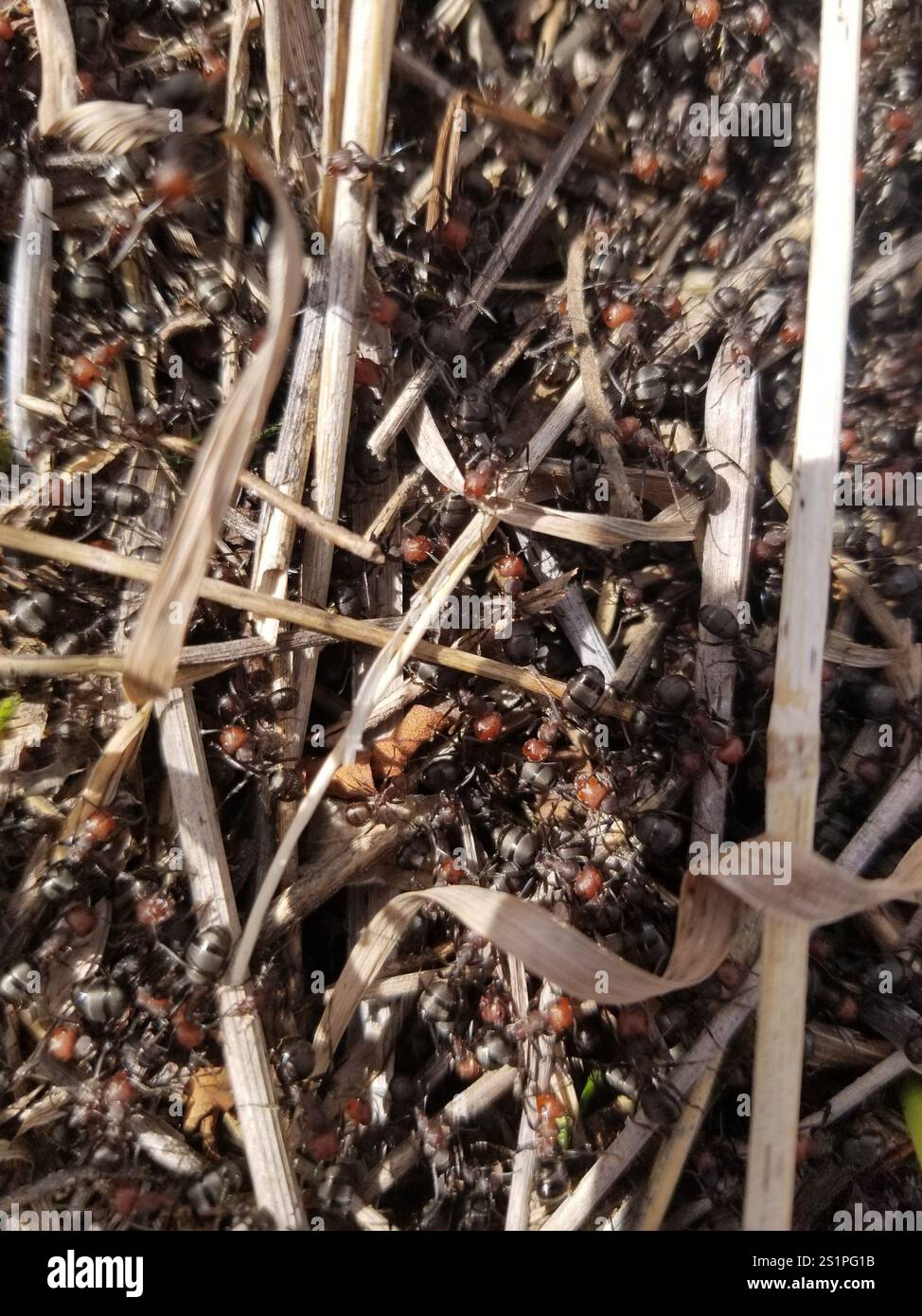 Western Thatching Ant (Formica obscuripes Stock Photo - Alamy