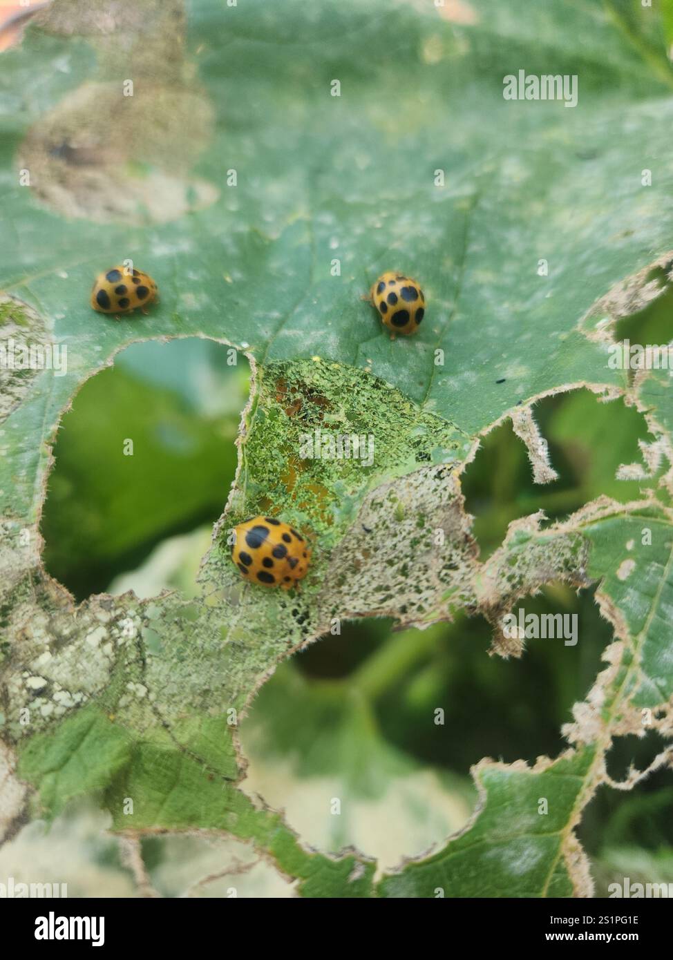 Squash Lady Beetle (Epilachna borealis Stock Photo - Alamy