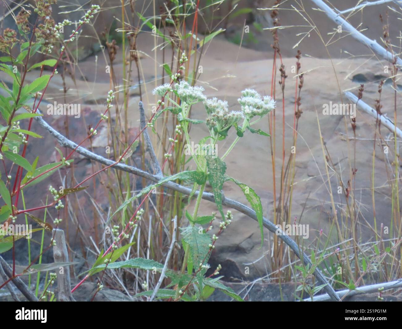 common boneset (Eupatorium perfoliatum Stock Photo - Alamy
