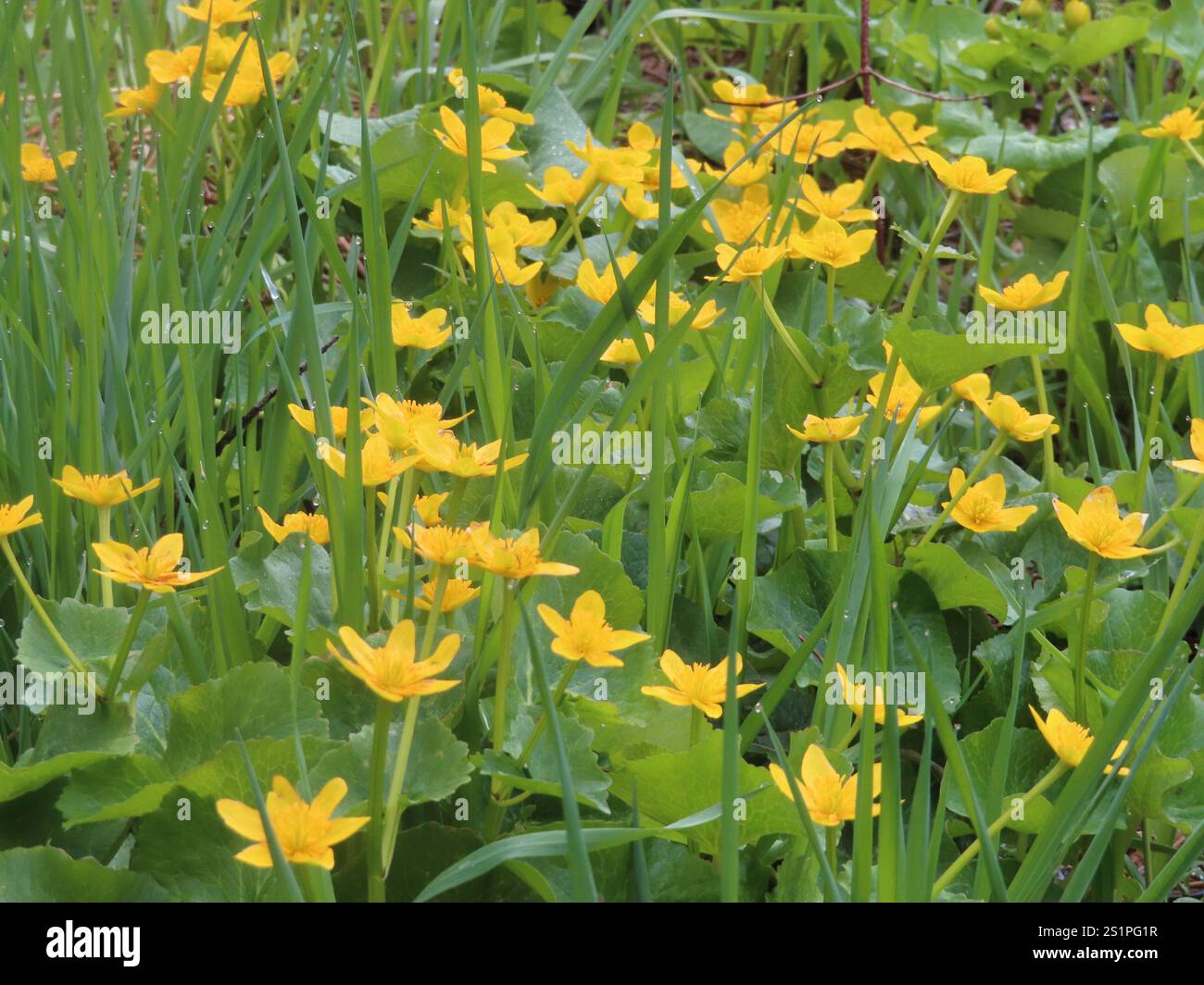 marsh marigold (Caltha palustris Stock Photo - Alamy
