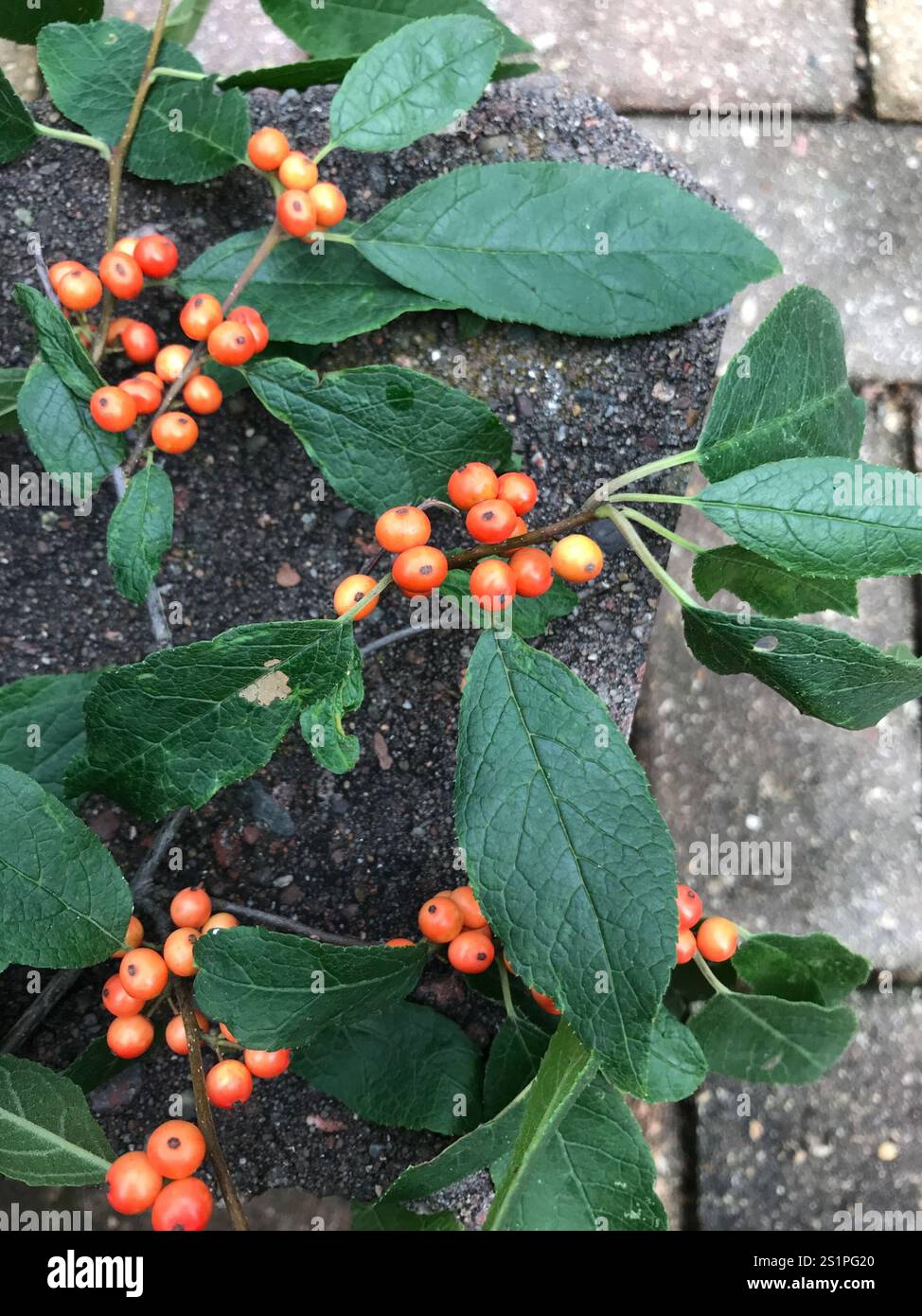 winterberry holly (Ilex verticillata Stock Photo - Alamy