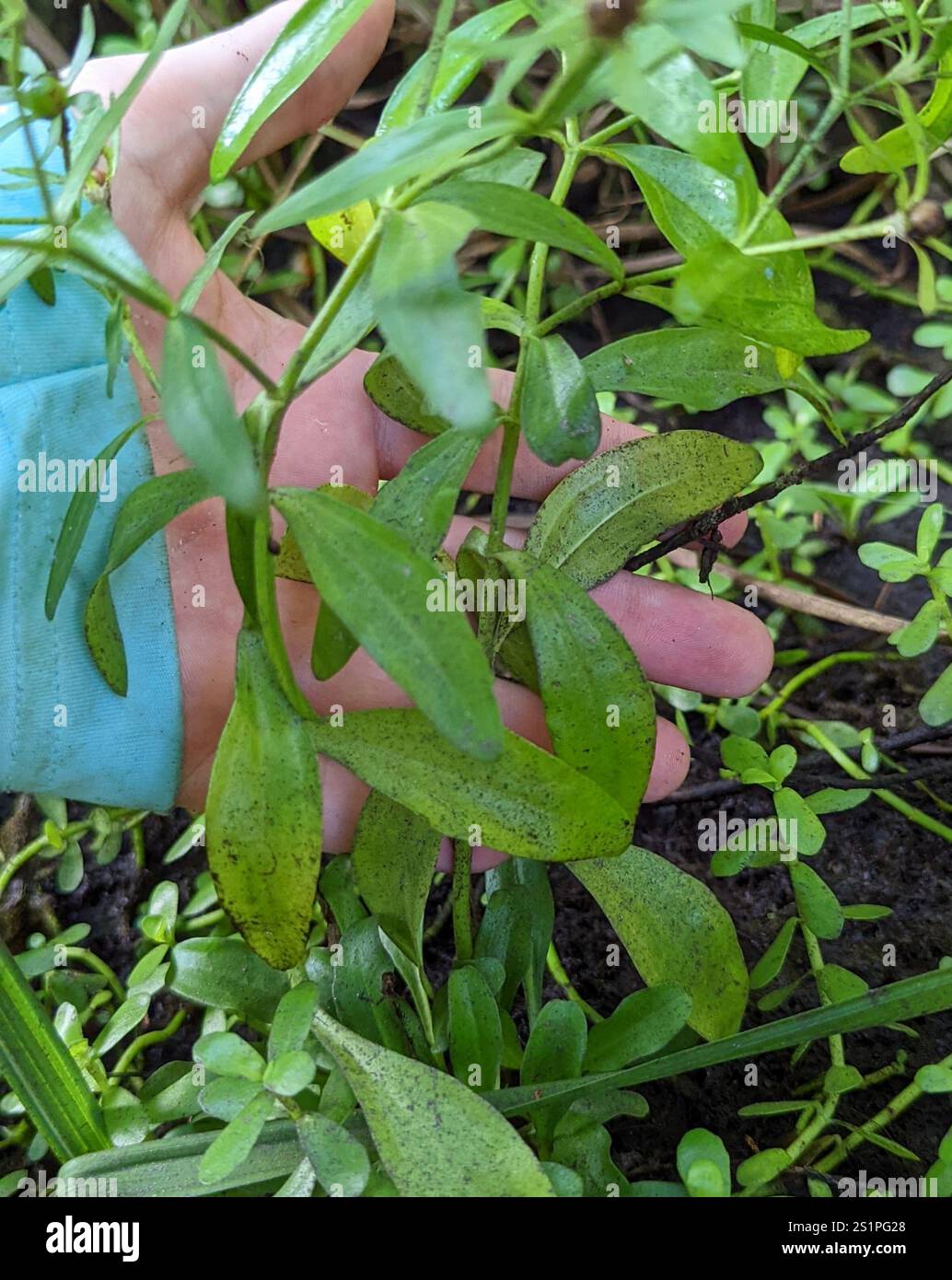 Coastal Rose Gentian (Sabatia calycina Stock Photo - Alamy