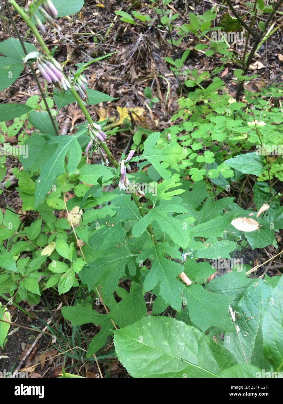 white rattlesnake root (Nabalus albus Stock Photo - Alamy