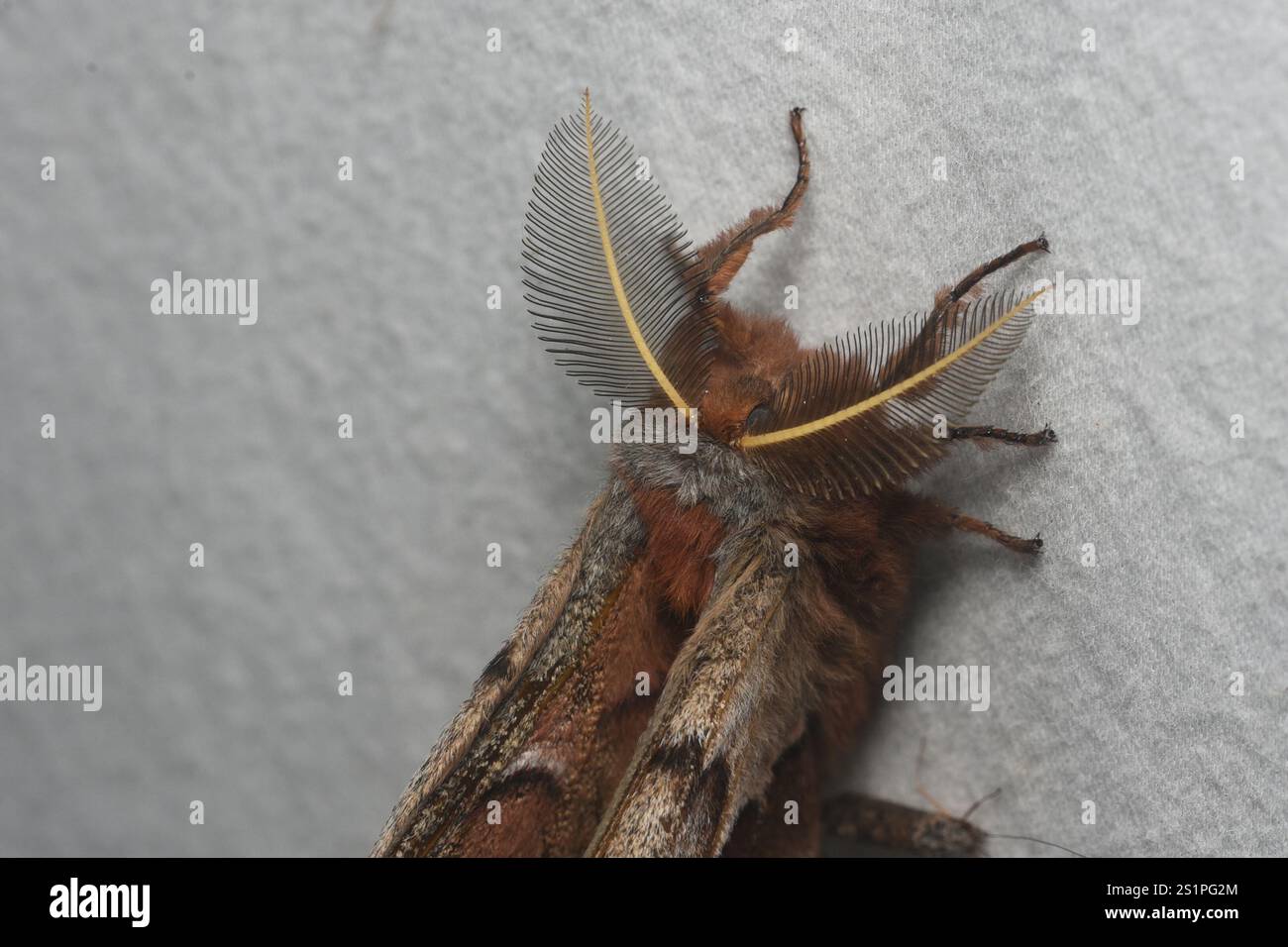 Polyphemus Moth (Antheraea polyphemus Stock Photo - Alamy