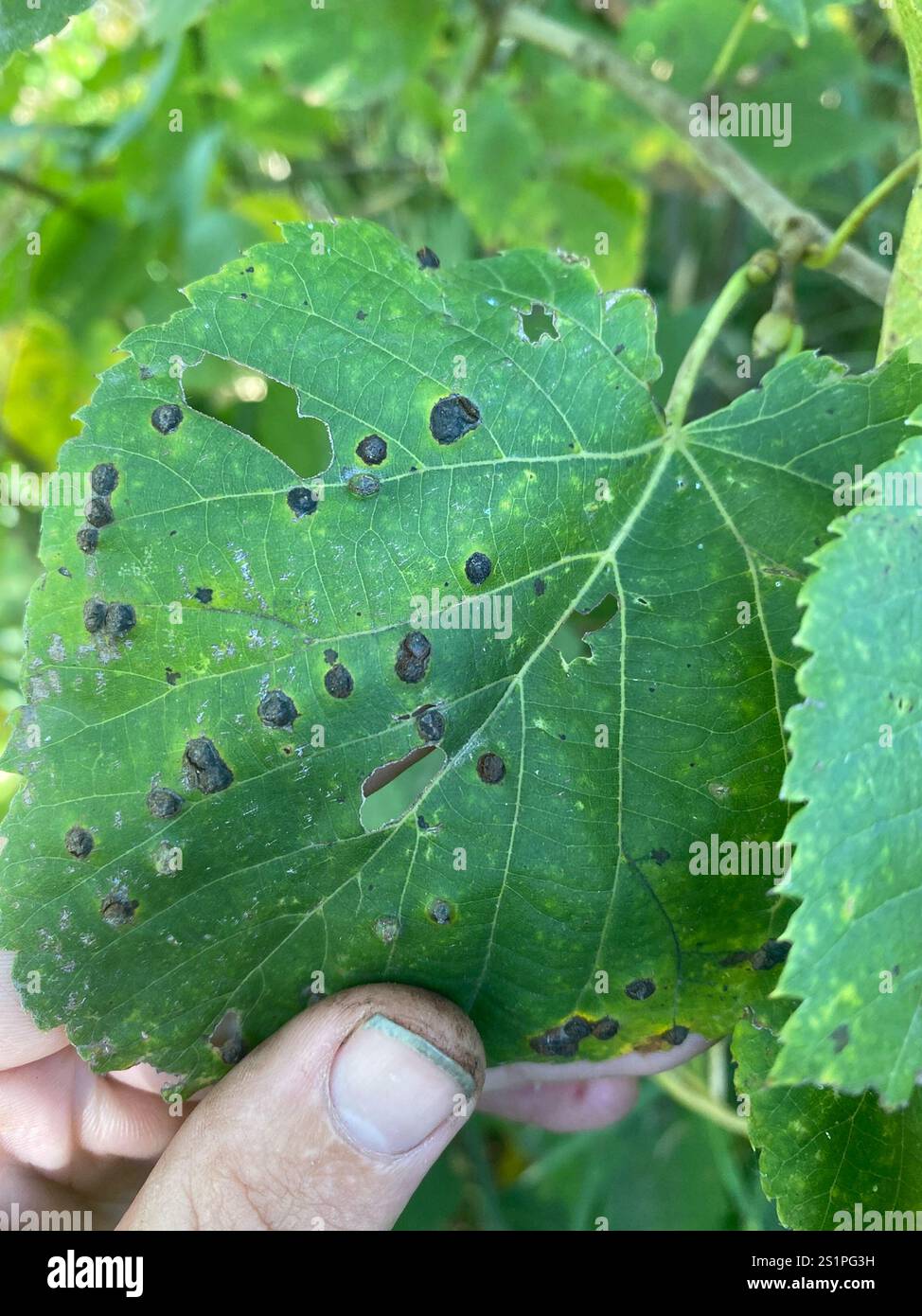 Linden Wart Gall Midge (Contarinia verrucicola Stock Photo - Alamy
