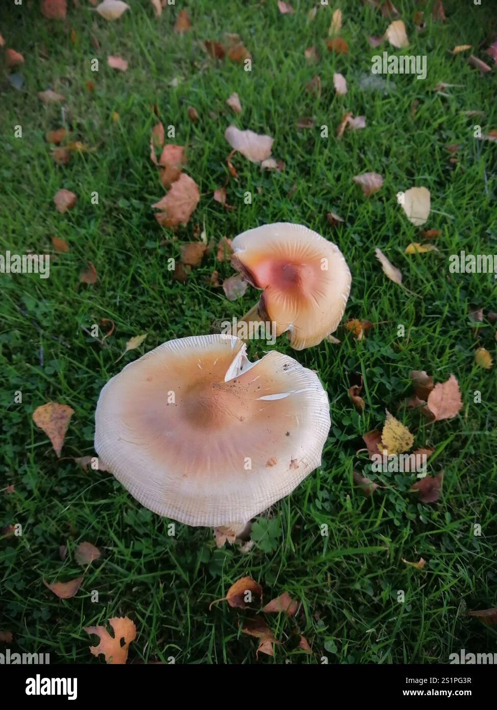 Orange Grisette (Amanita crocea Stock Photo - Alamy