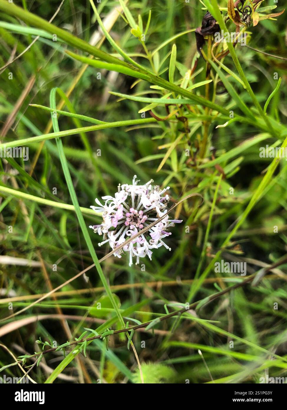 Grassleaf Barbara's-Buttons (Marshallia graminifolia Stock Photo - Alamy