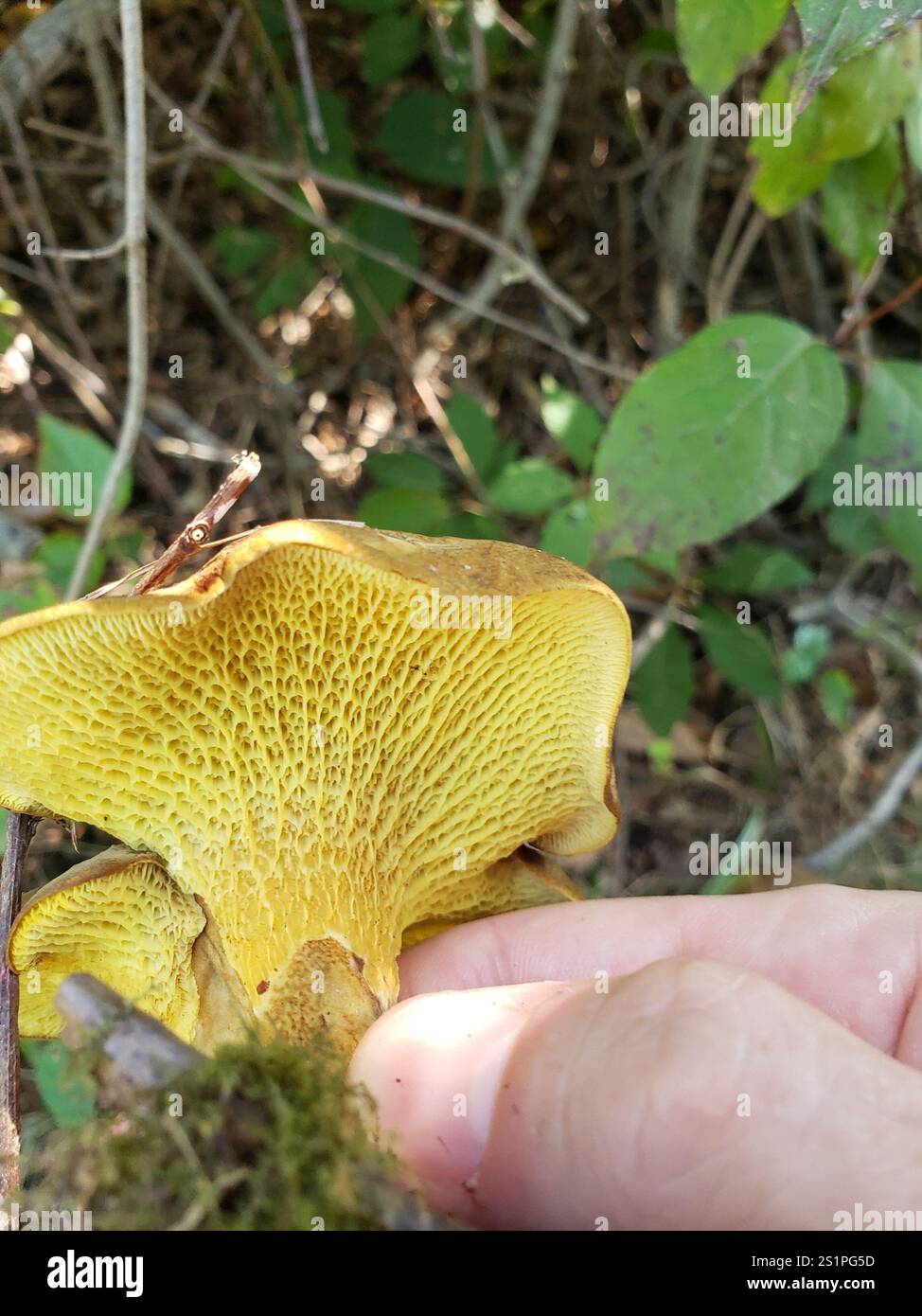 ash-tree bolete (Boletinellus merulioides Stock Photo - Alamy