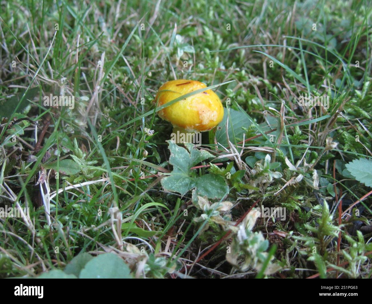 Chicken Fat Mushroom (Suillus americanus Stock Photo - Alamy