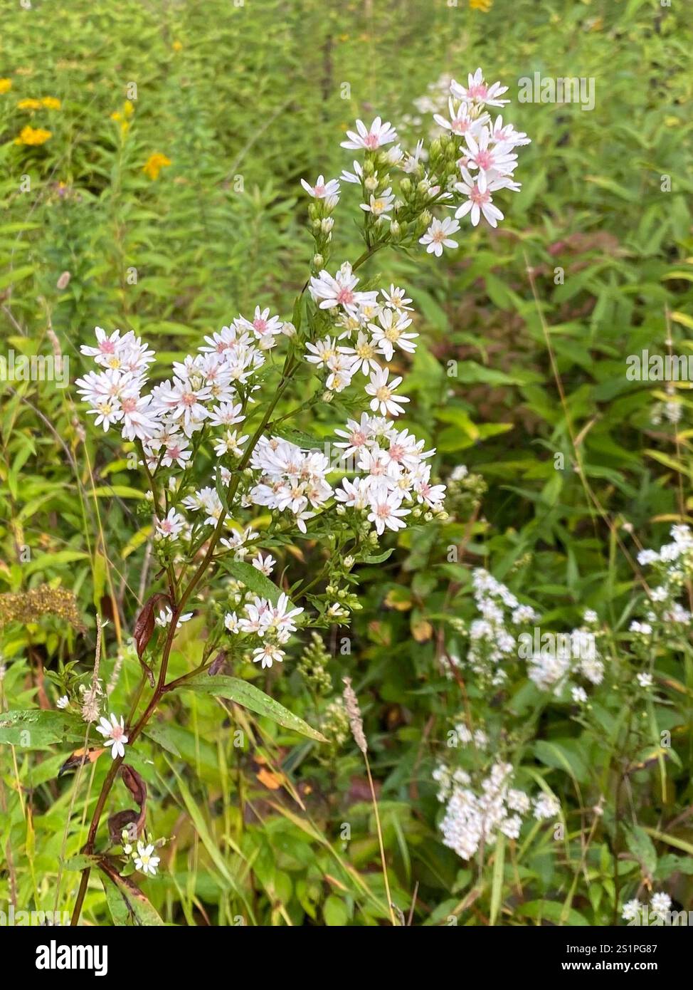 Arrow-leaved Aster (Symphyotrichum urophyllum Stock Photo - Alamy