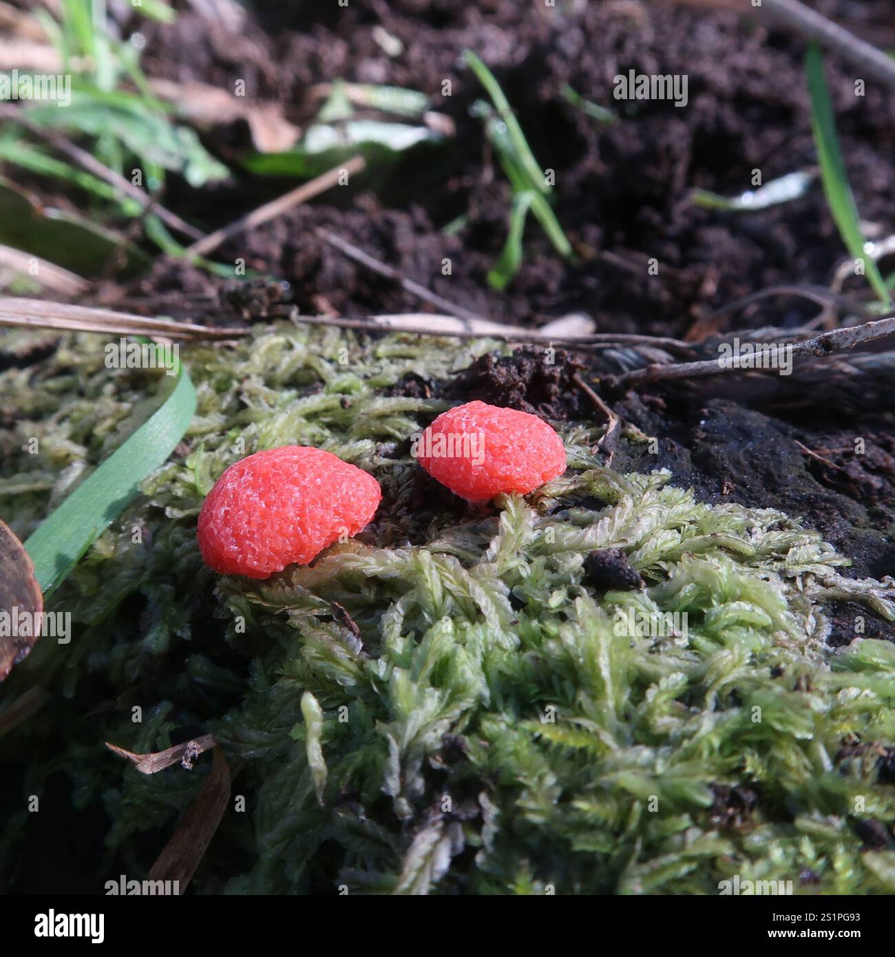 Red Raspberry Slime Mold (Tubifera ferruginosa Stock Photo - Alamy
