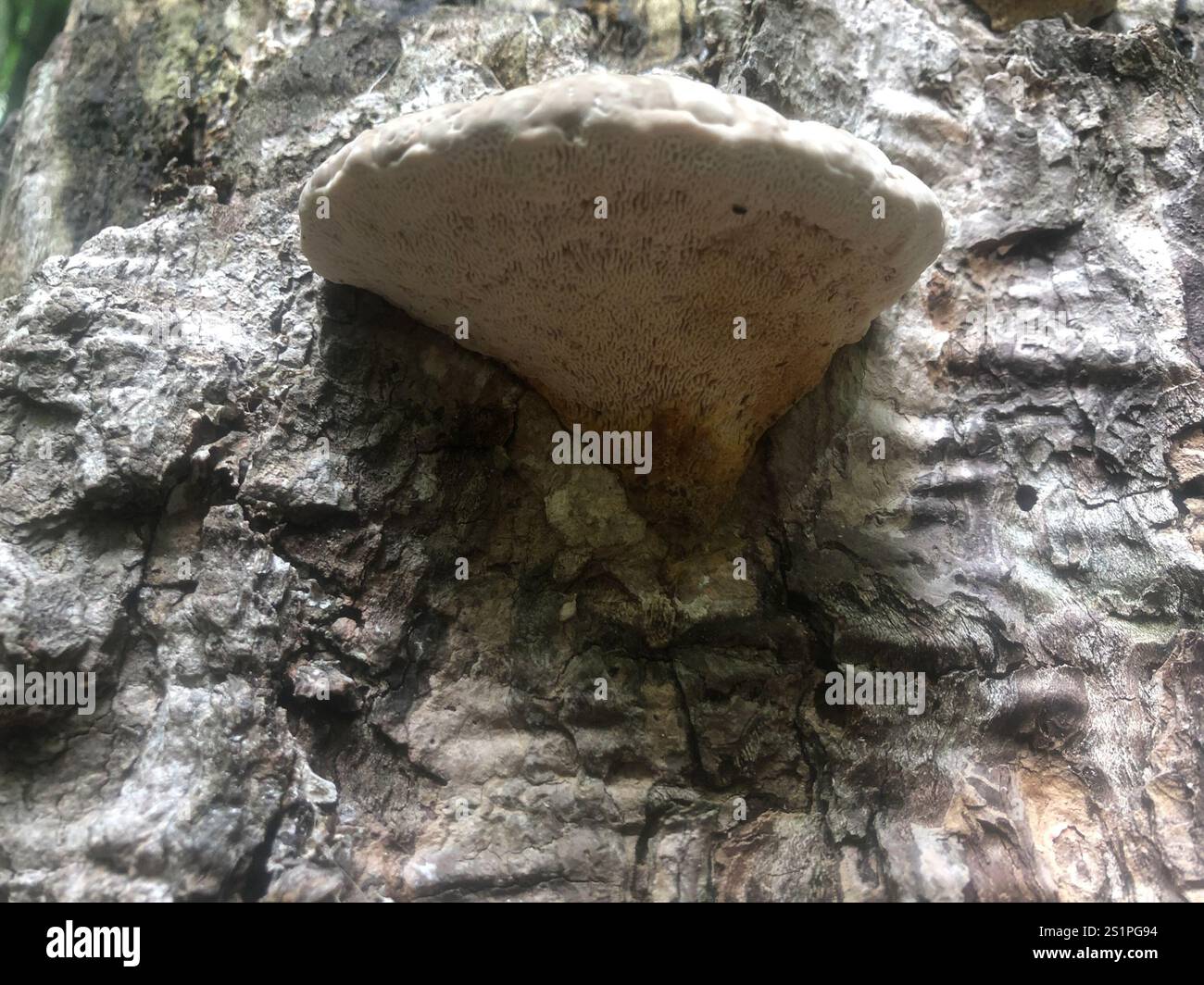 Lumpy Bracket (Trametes gibbosa Stock Photo - Alamy