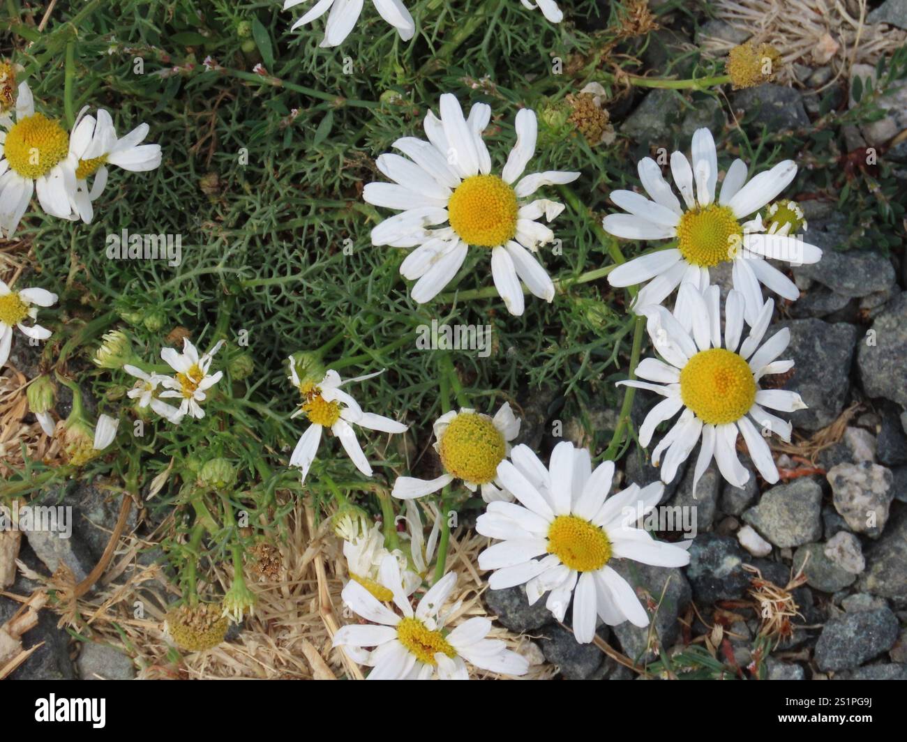 scentless mayweed (Tripleurospermum inodorum Stock Photo - Alamy