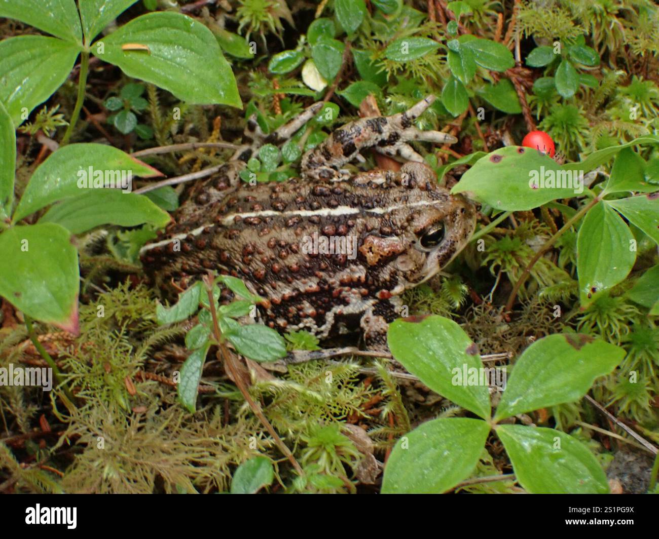 Western Toad (Anaxyrus boreas Stock Photo - Alamy