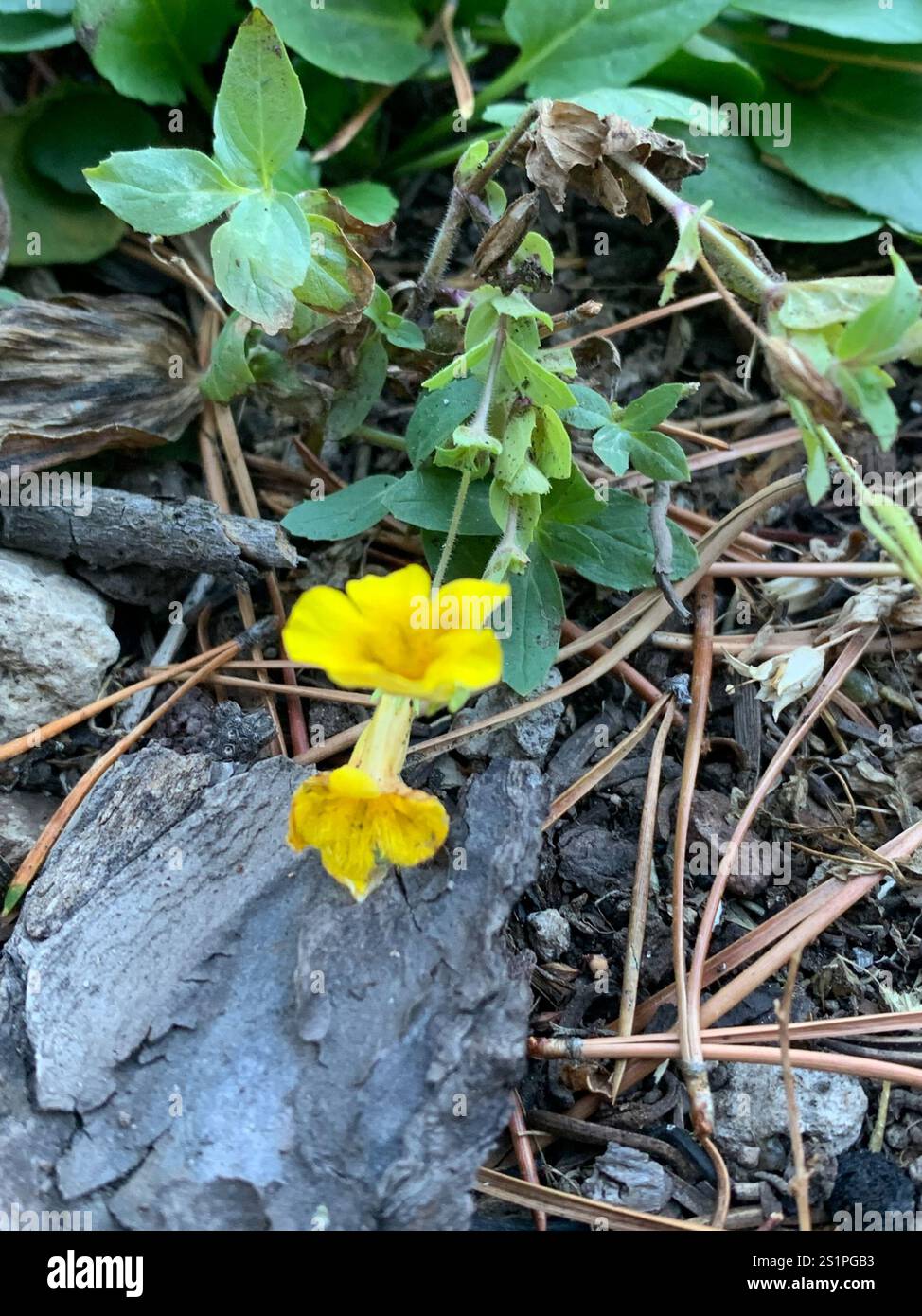 musk monkeyflower (Erythranthe moschata Stock Photo - Alamy