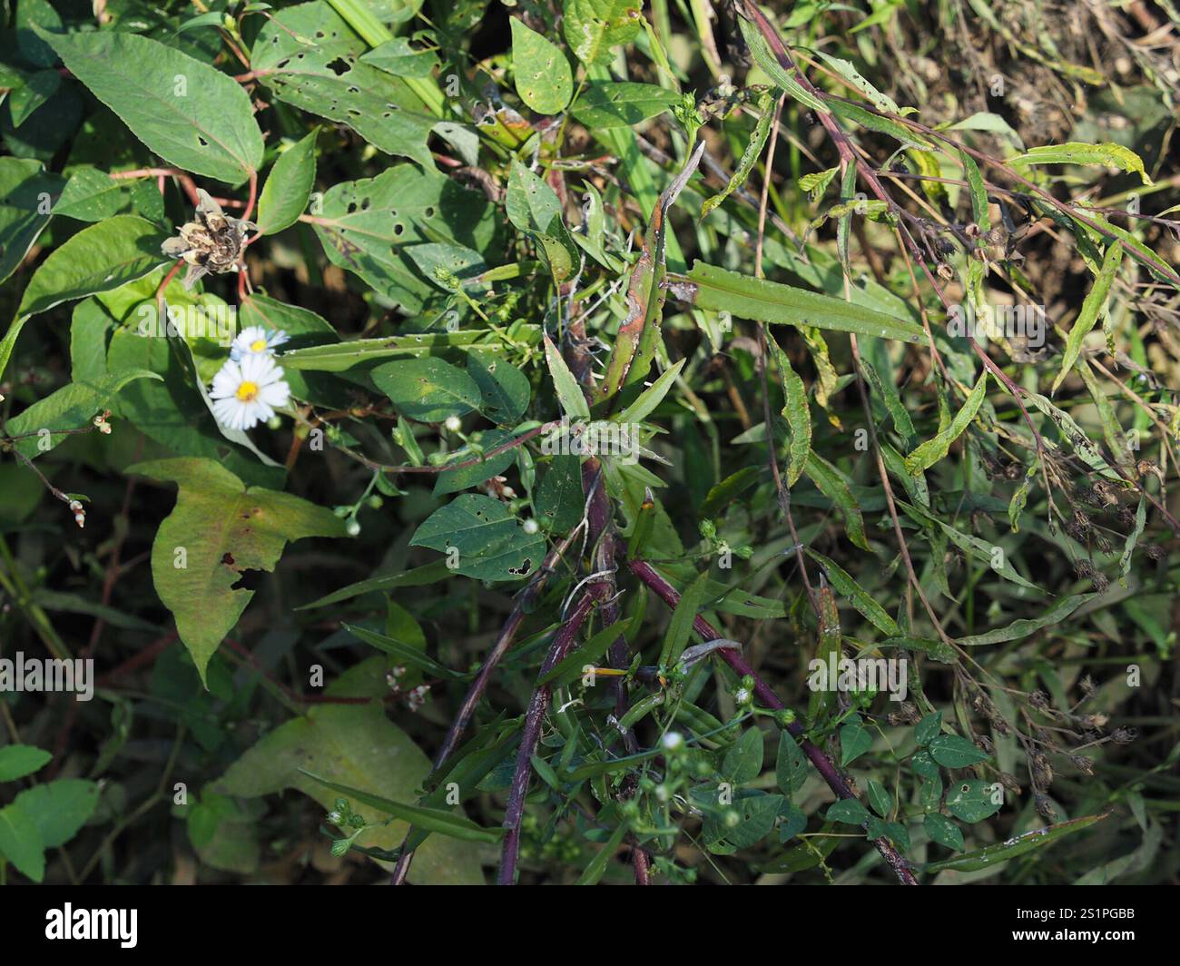 swamp aster (Symphyotrichum puniceum Stock Photo - Alamy