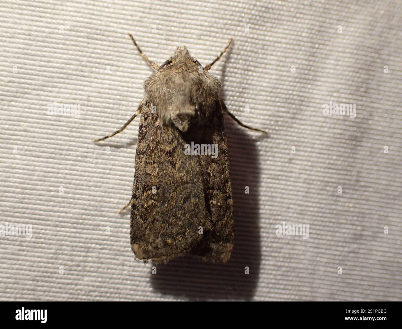 Cutworm Moths and Allies (Noctuidae Stock Photo - Alamy