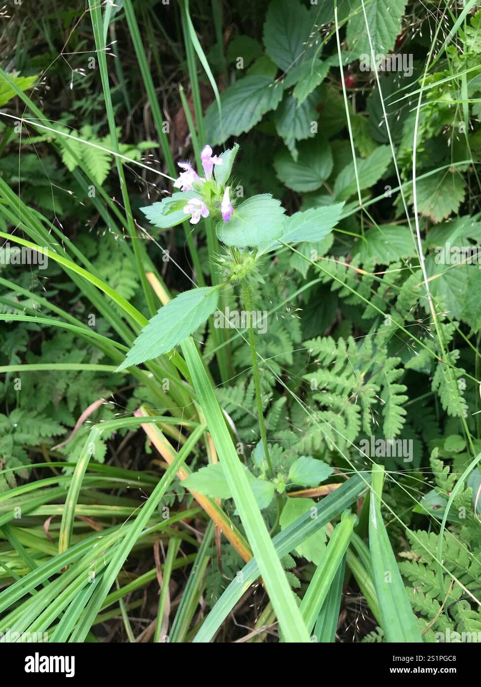 Common hemp-nettle (Galeopsis tetrahit Stock Photo - Alamy