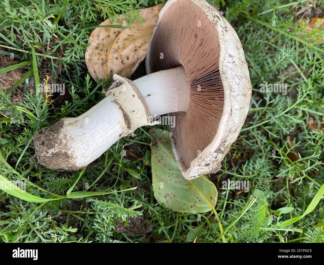 Meadow Mushroom (Agaricus campestris Stock Photo - Alamy Meadow Mushroom (Agaricus campestris Stock Photo - Alamy