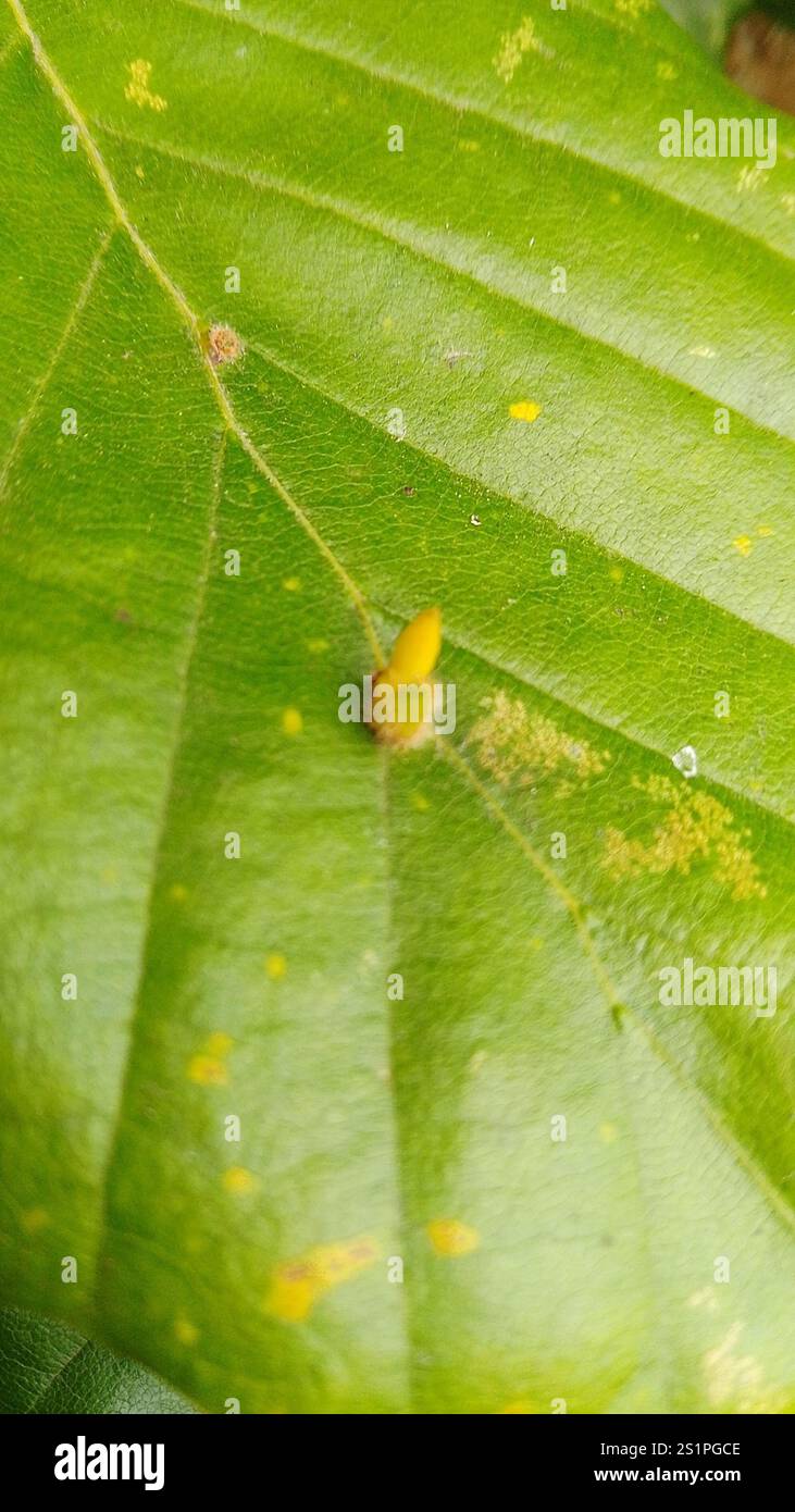 Hairy Beech Gall (Hartigiola annulipes Stock Photo - Alamy
