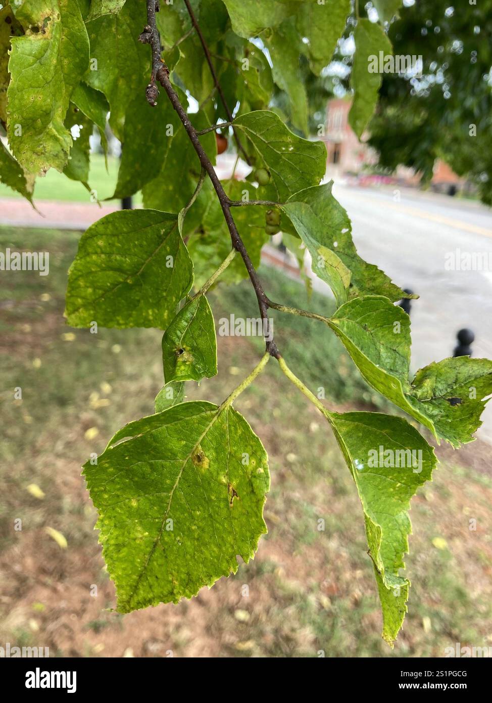 common hackberry (Celtis occidentalis Stock Photo - Alamy