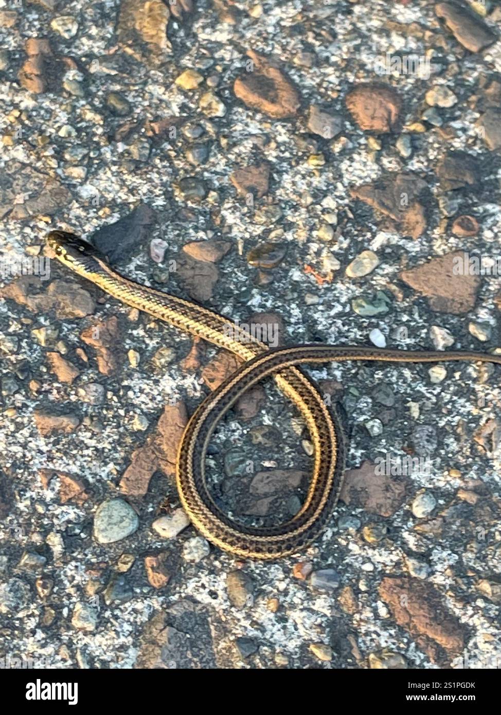 Northwestern Garter Snake (Thamnophis ordinoides Stock Photo - Alamy