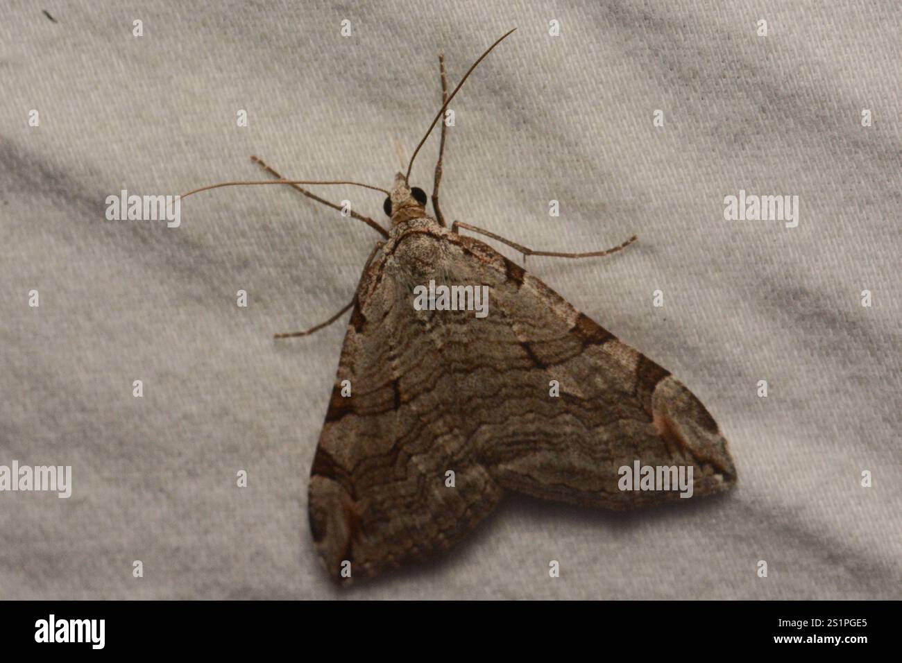 Treble Bar (Aplocera plagiata Stock Photo - Alamy