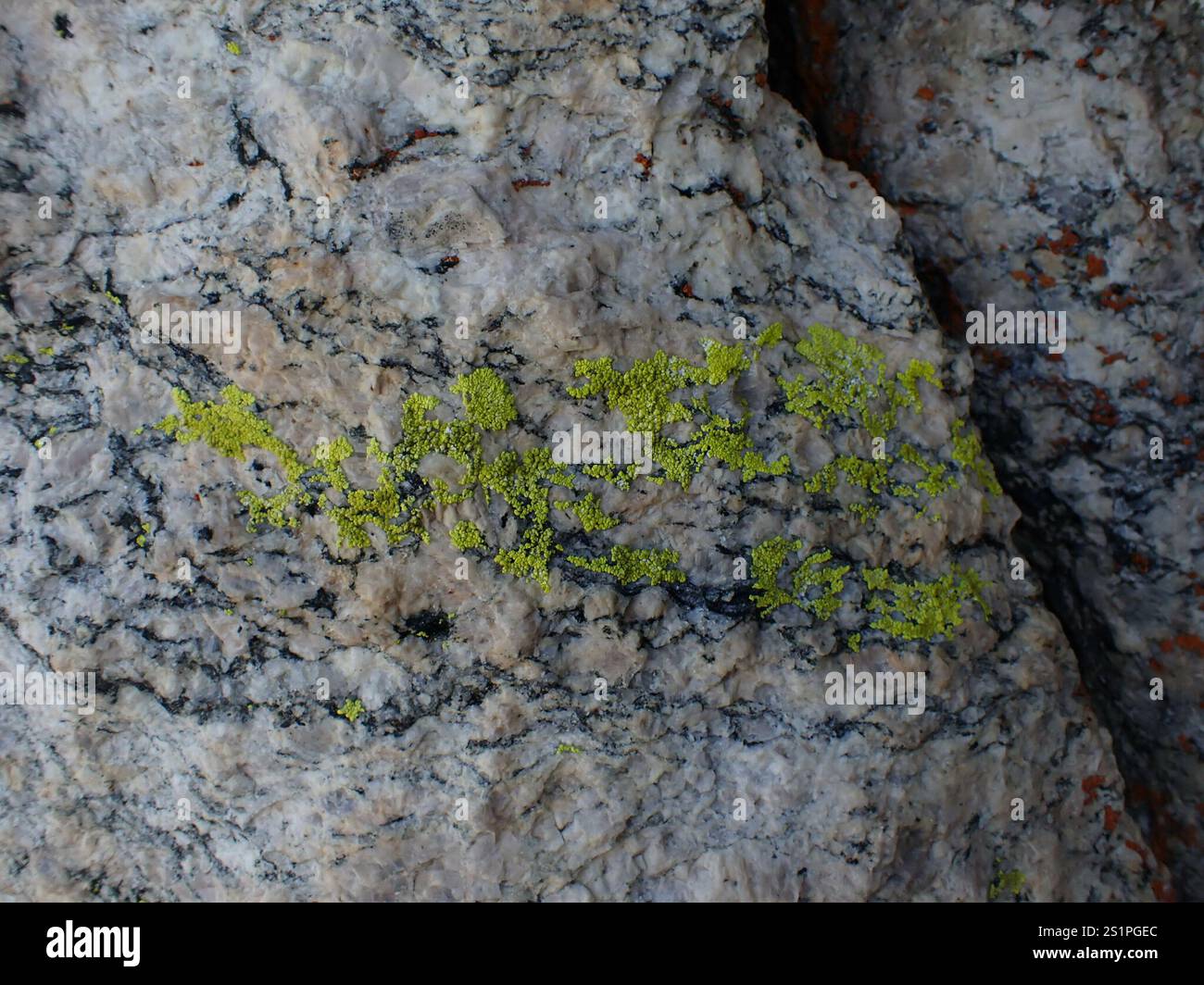 gold cobblestone lichen (Pleopsidium flavum Stock Photo - Alamy